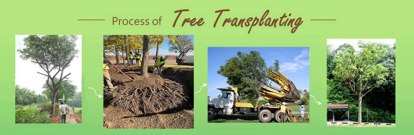 Tree Transplanting Process тлж Archi Monarch